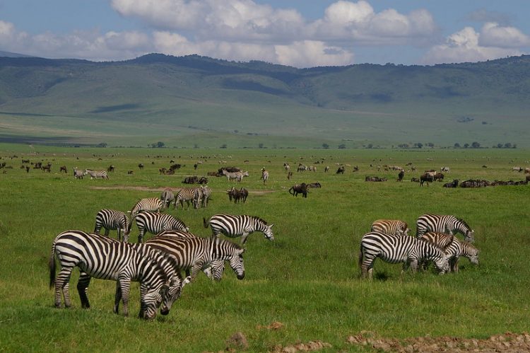 Ngorongoro Crater Safari Tanzania, Attractions, Costs, Hotels, Safari ...