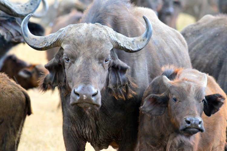 Ngorongoro Crater Safari Tanzania, Attractions, Costs, Hotels, Safari ...